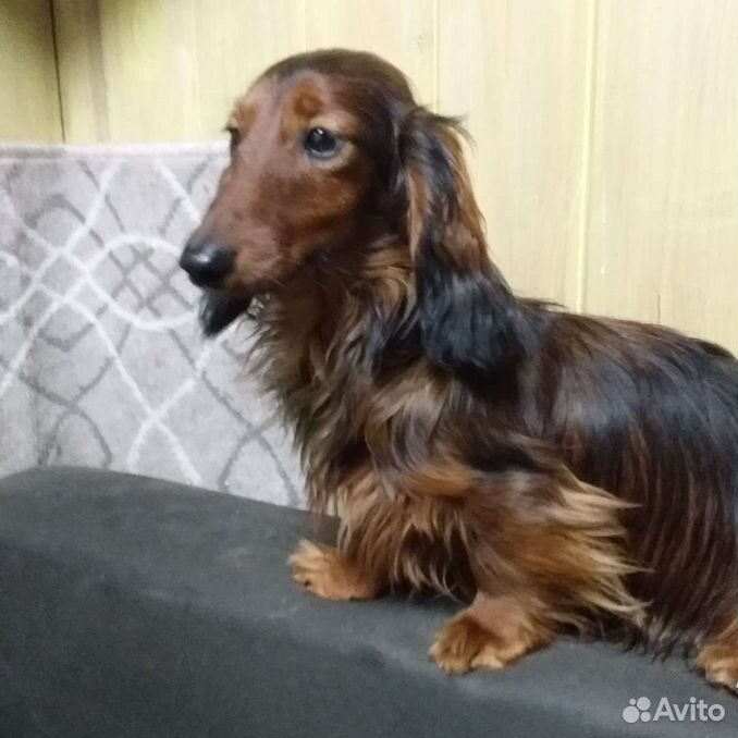 Кроличья такса