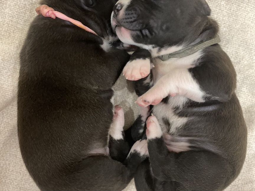 Щенки стаффа