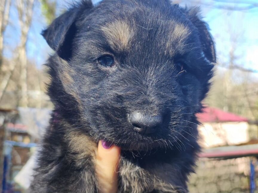 Восточноевропейская овчарка