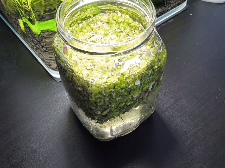 Банка ряски и сальвинии