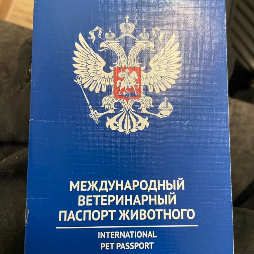 Померанский шпиц