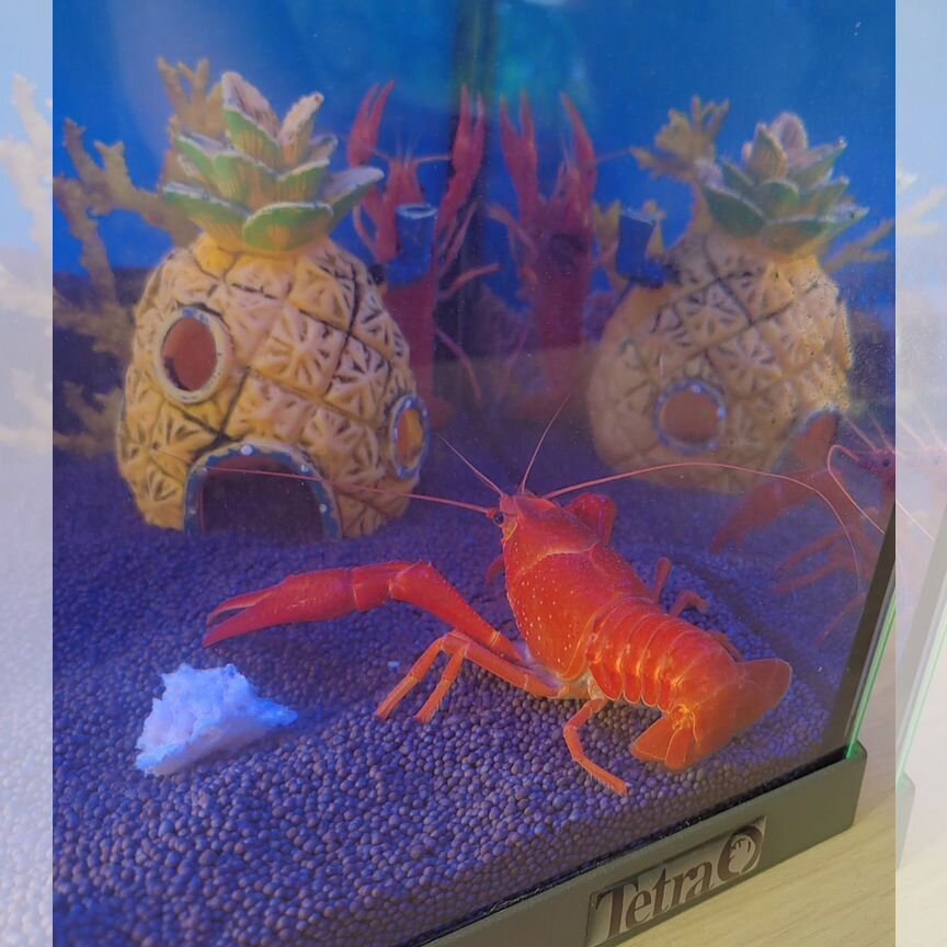 Аквариумные раки