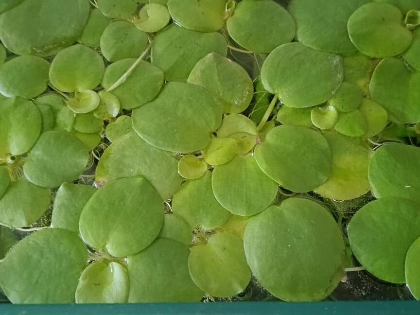 Аквариумные растения