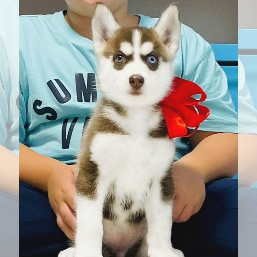 Прекрасные малыши сибирские хаски с документами и