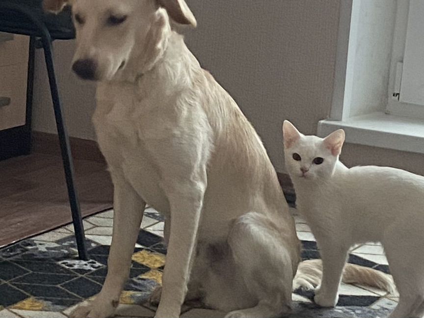 Собака на случку. Ищем девочку