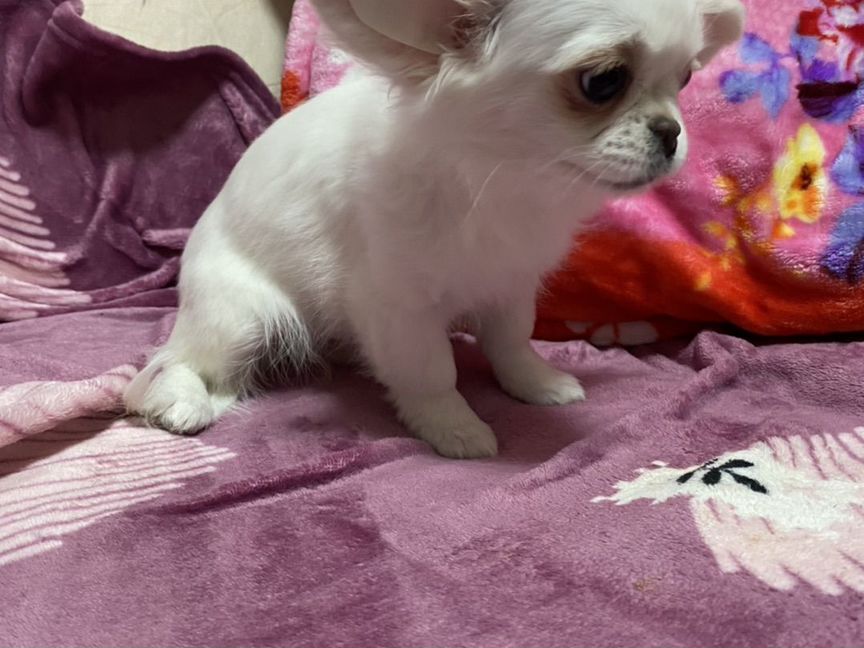 Чихуахуа щеночки не для разведение