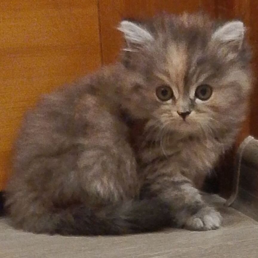 Сибирский котёнок
