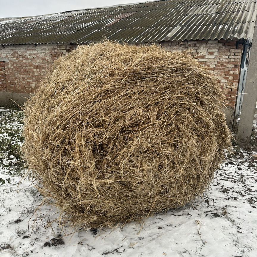 Сено/солома соя (гороховое/соевое)