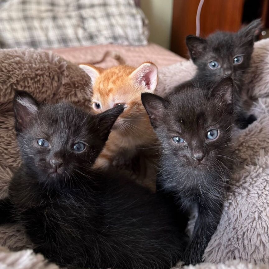 Котята в добрые руки