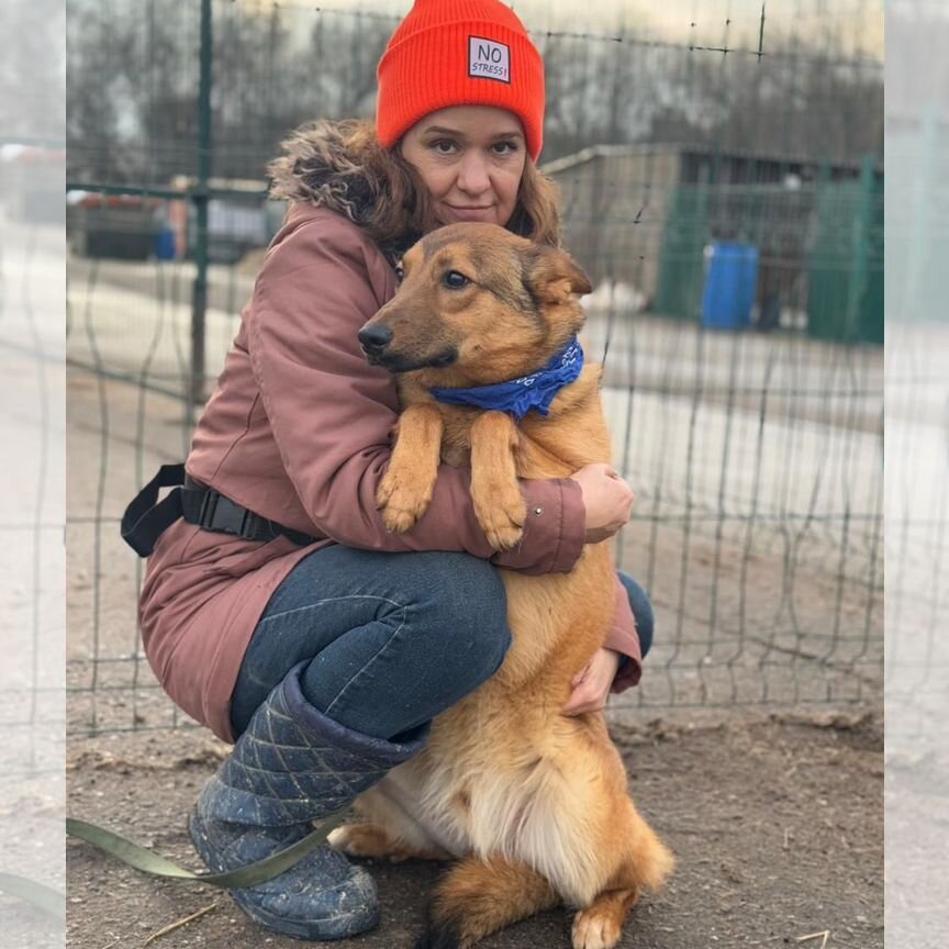 Собака в добрые руки отдам бесплатно