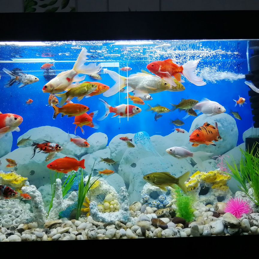 Караси для пруда/аквариума