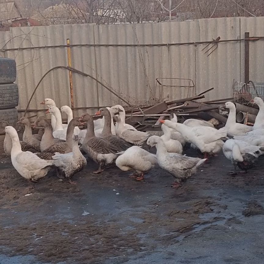 Гусь живым весом