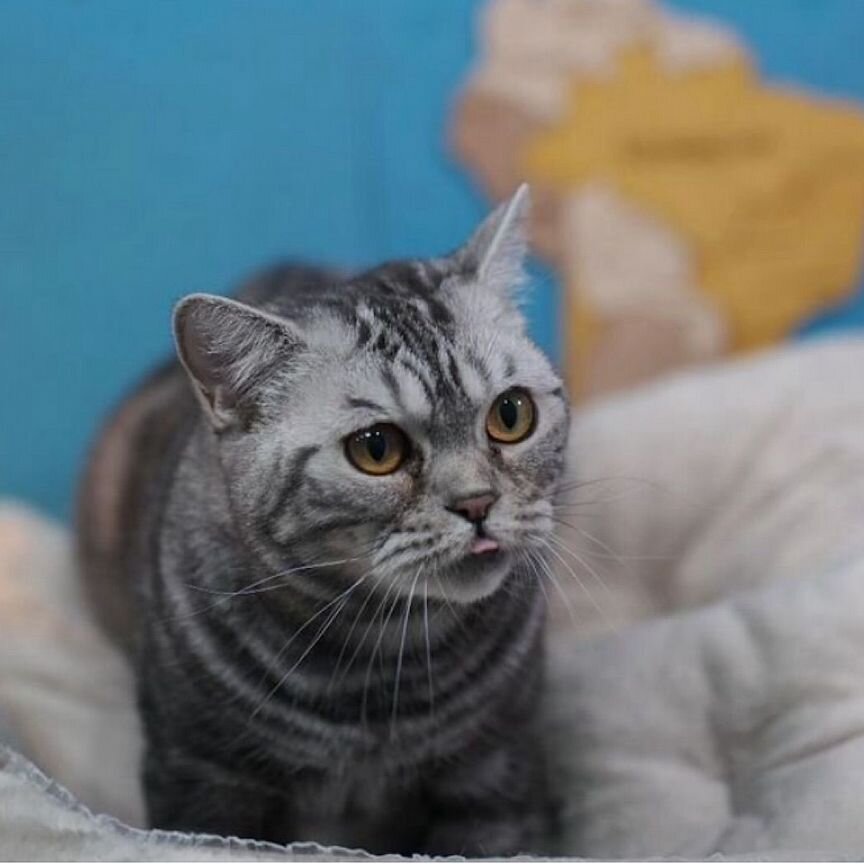 Шотландский прямоухий короткошёрстный кот, взрослый