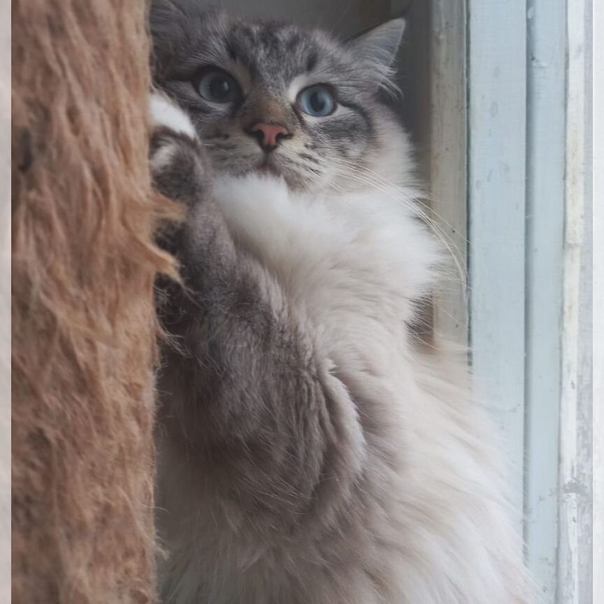 Неземное создание