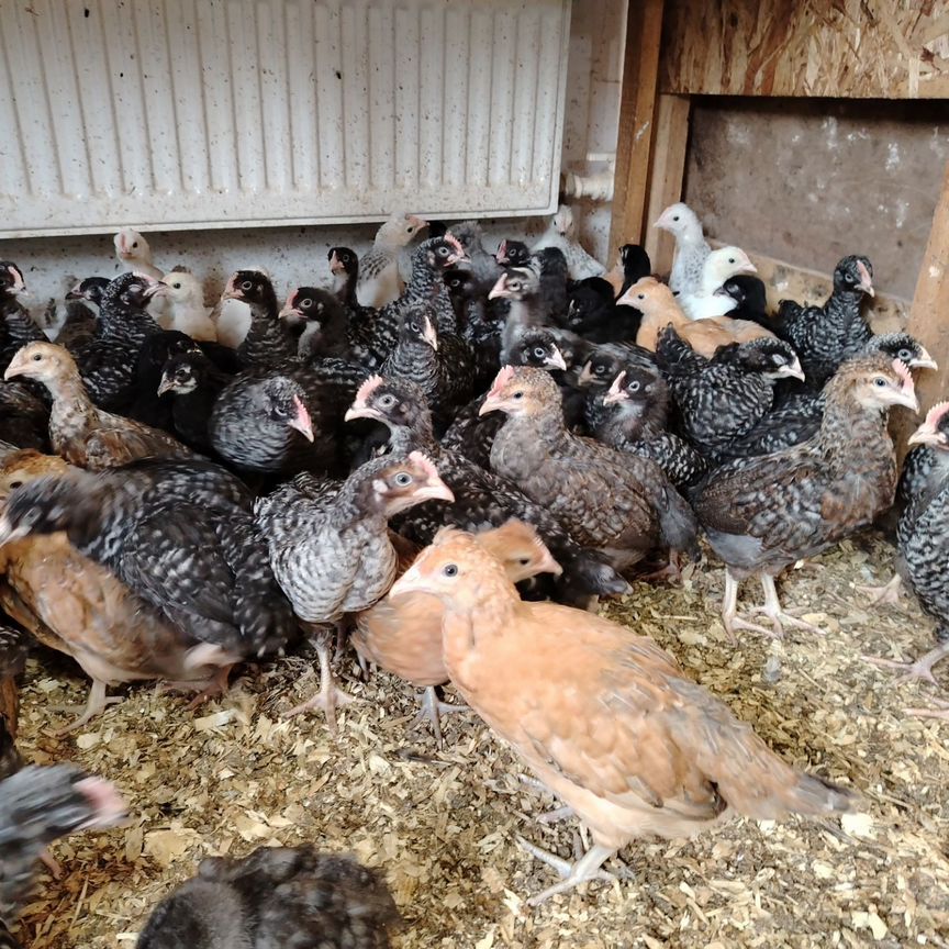 Курочки молодки несушки