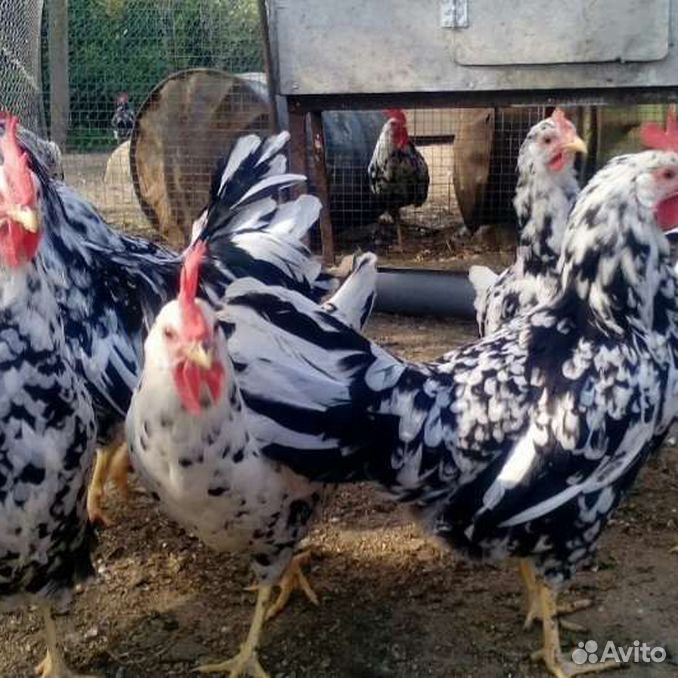 Цыплята долматинец