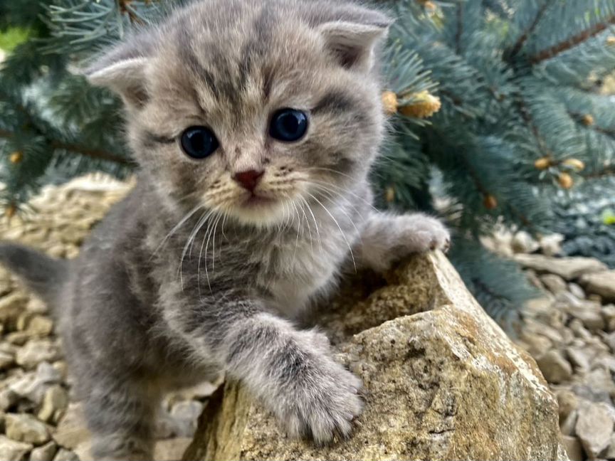 Шатланские вислоухие котята