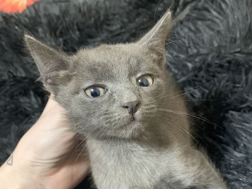 Котята в добрые руки даром