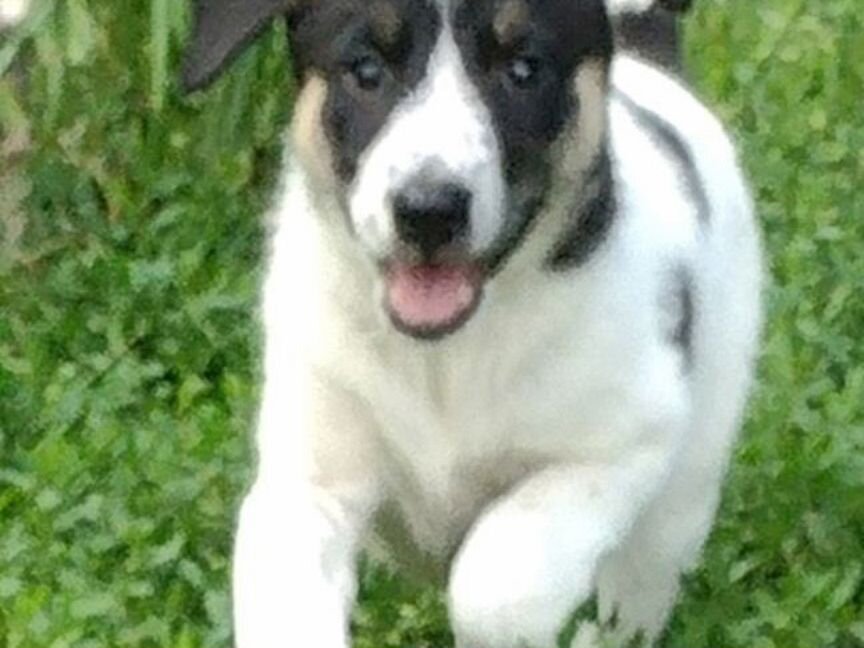 Щенок Пандочка 2 мес