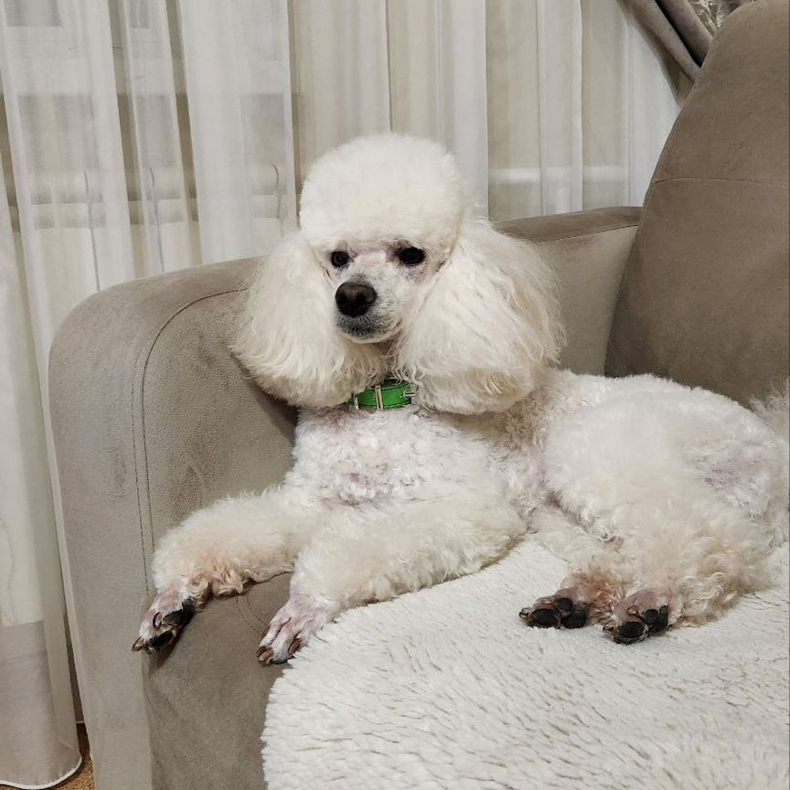 Пудель вязка