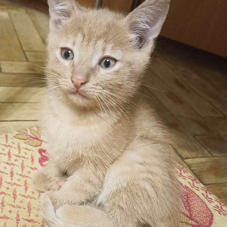 Котята в добрые руки бесплатно