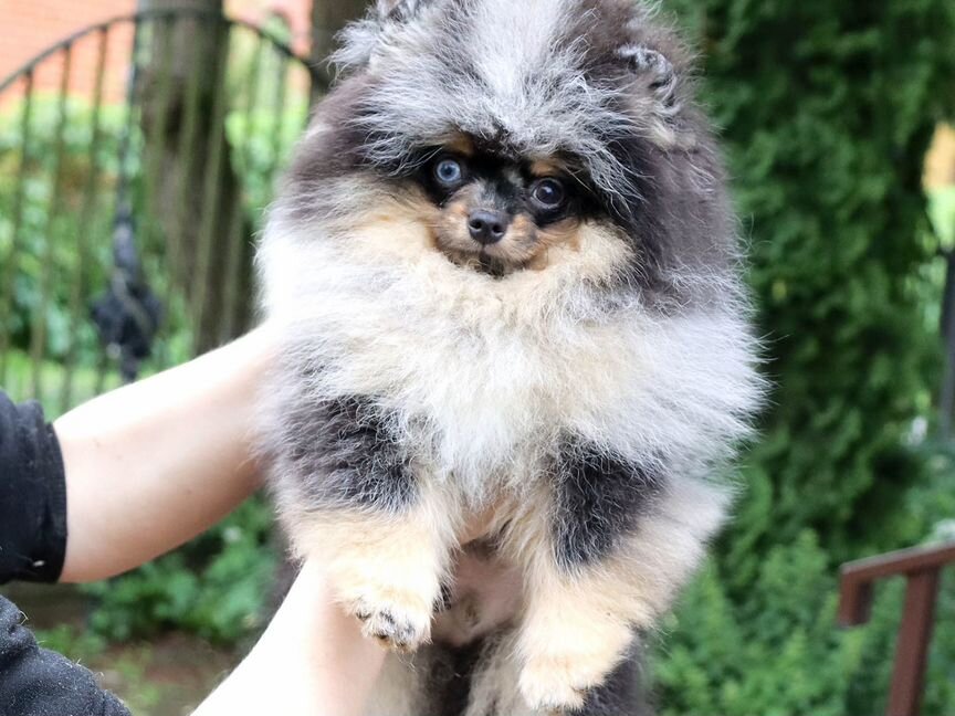 Голубоглазый Шпиц мерле с дoстaвкой и видео