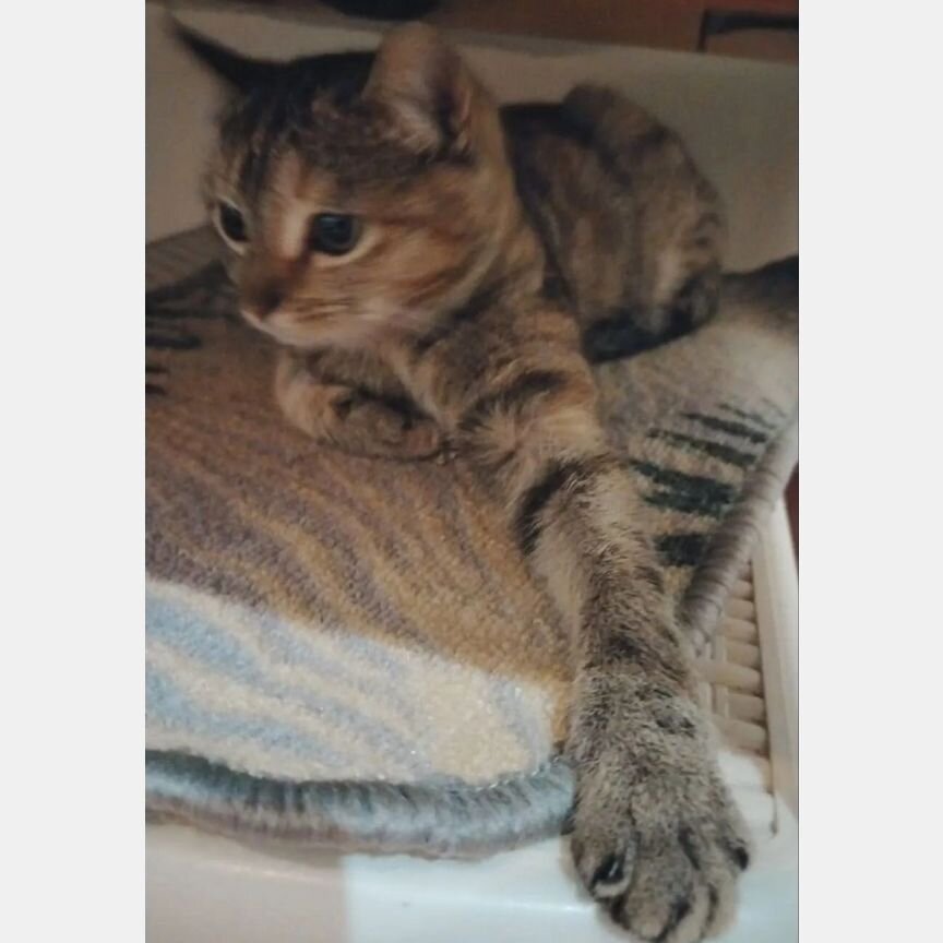 Кошечка в добрые руки