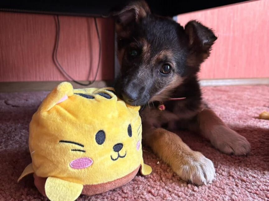 Лучик счастья и позитива.Щенок