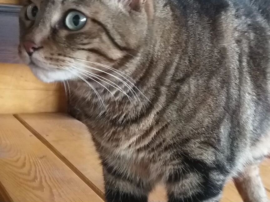 Кот. Курильский бобтейл. Отдаю в добрые руки