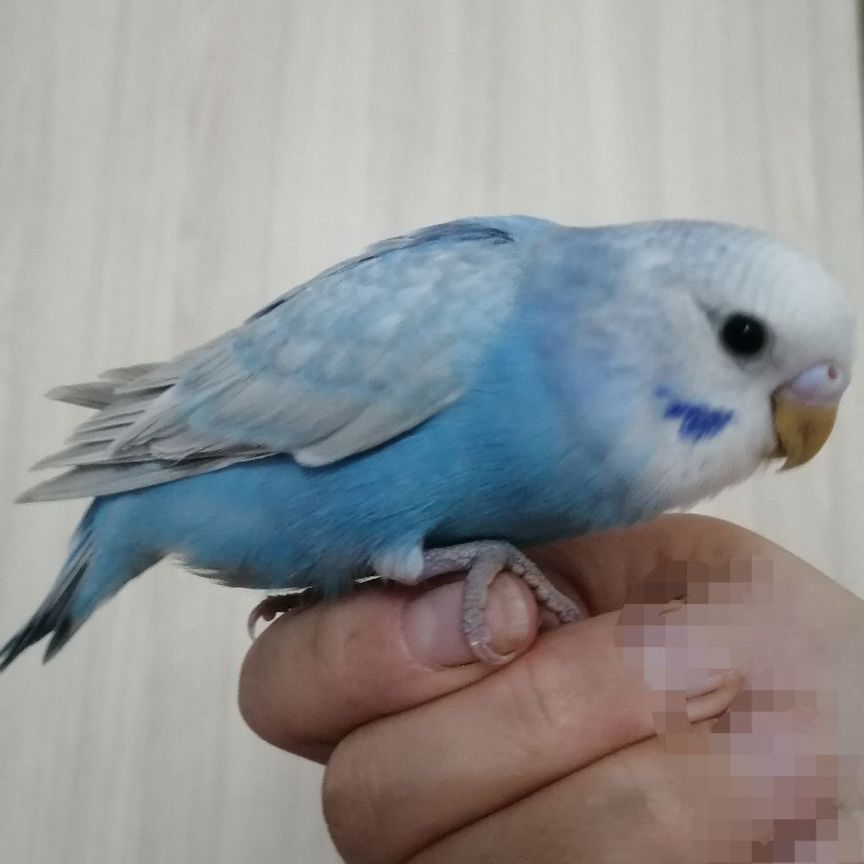 Попугай волнистый мальчик