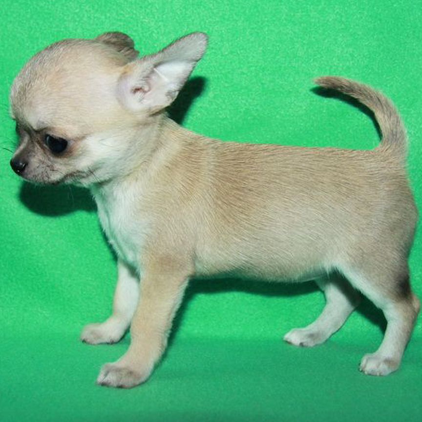 Чихуахуа мини девочка в Санк-Петербурге