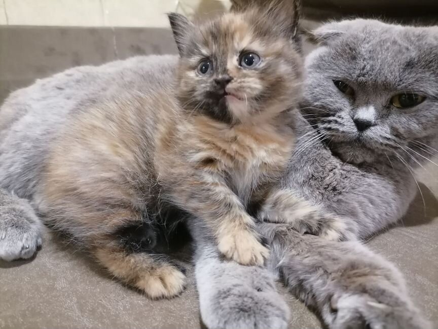 Котенок, окрас химера