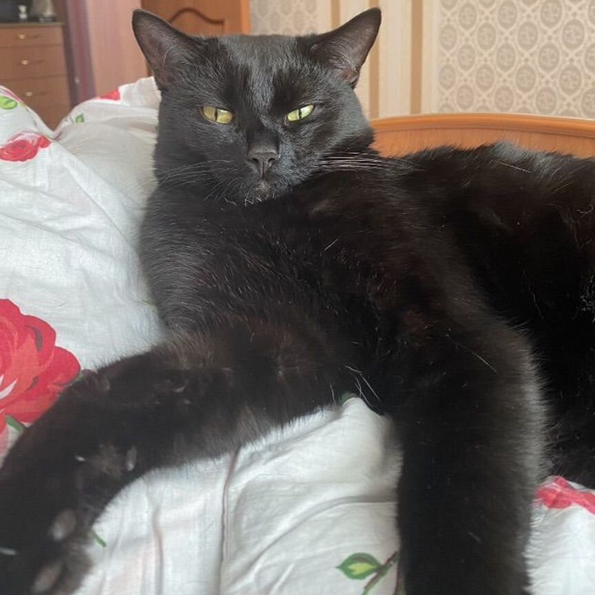 Сибирский, взрослый кот