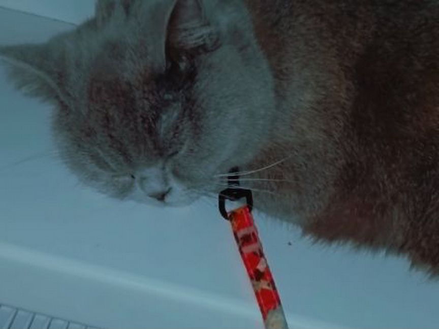 Кошка породистая шатланка