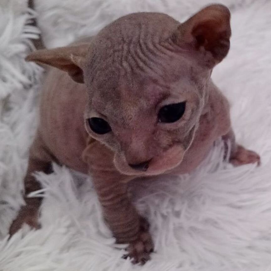 Донской сфинкс котёнок