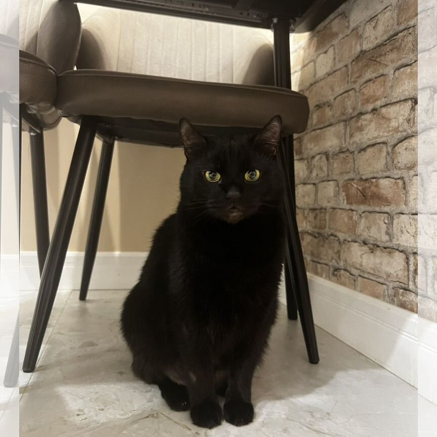 Кот Мишка