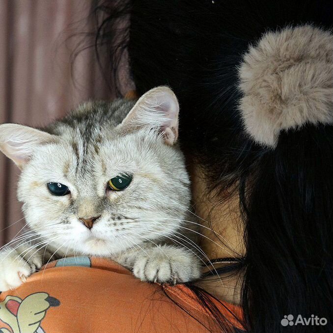 Кошка Викки добрые руки