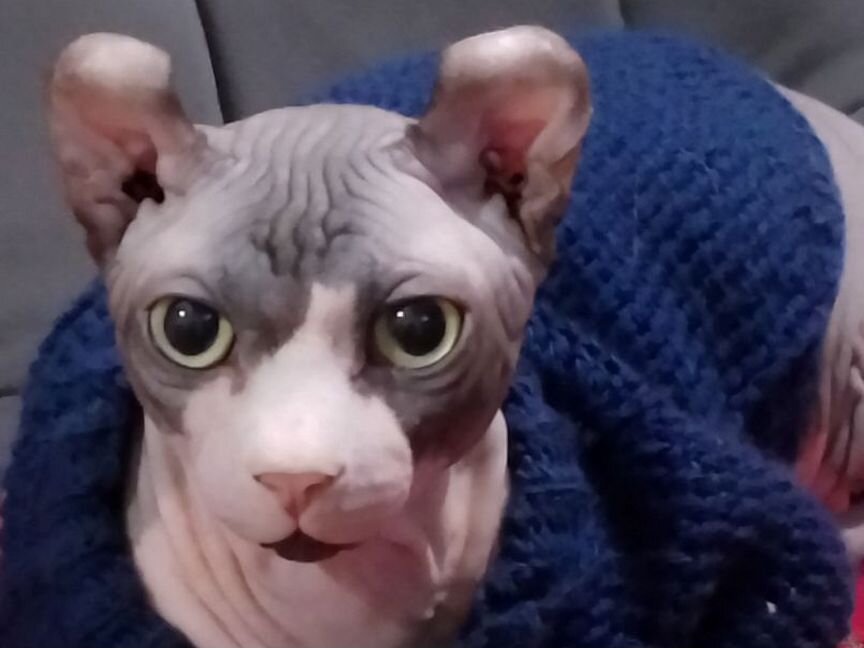 Кот сфинкс эльф вязка