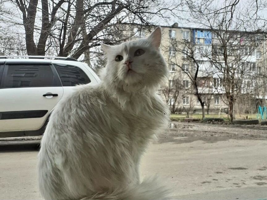 Котик турецкая ангора в Добрые руки