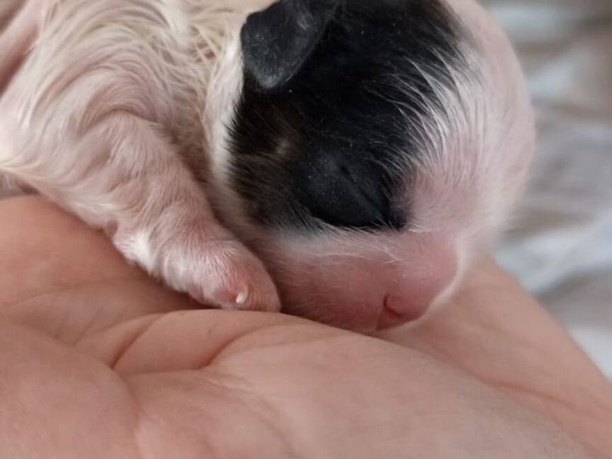 Мальчики мини Ши