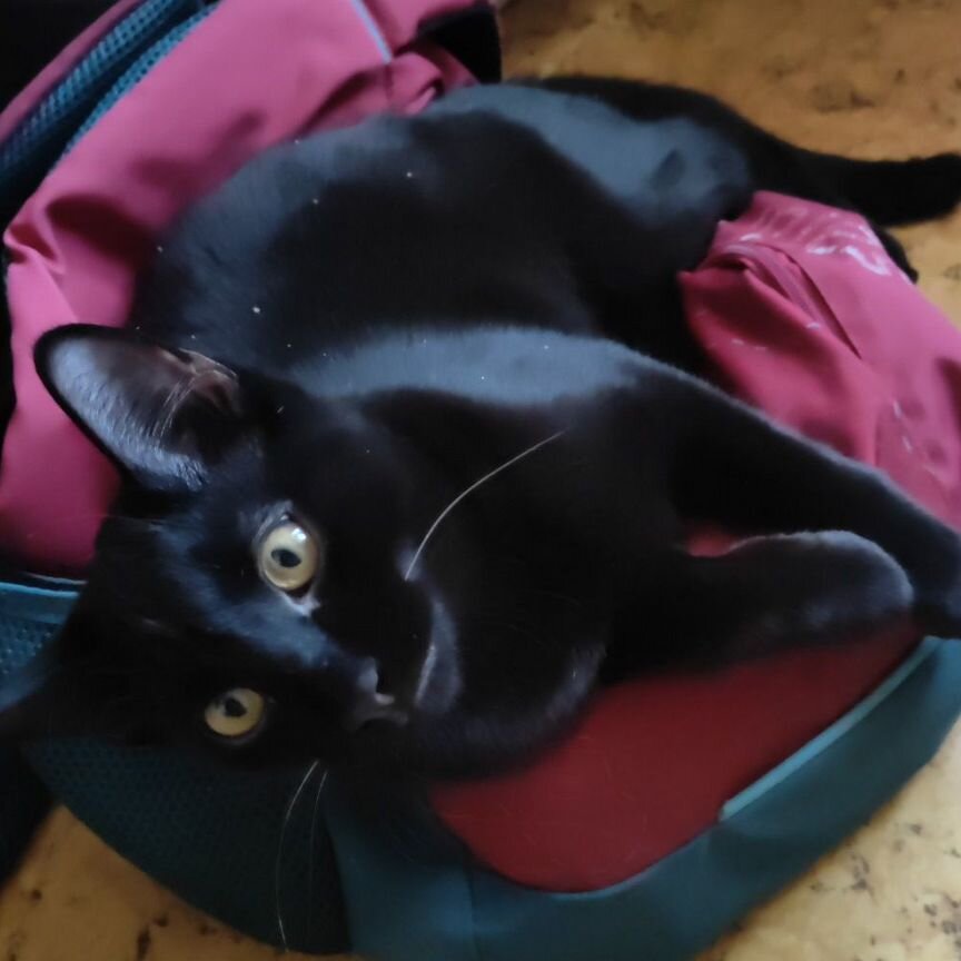 Черный котенок мальчик