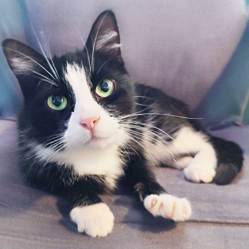 Взрослая, кошка в добрые руки