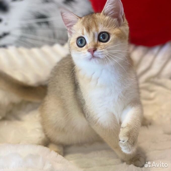 Вилли - котёнок золотой британской шиншиллы