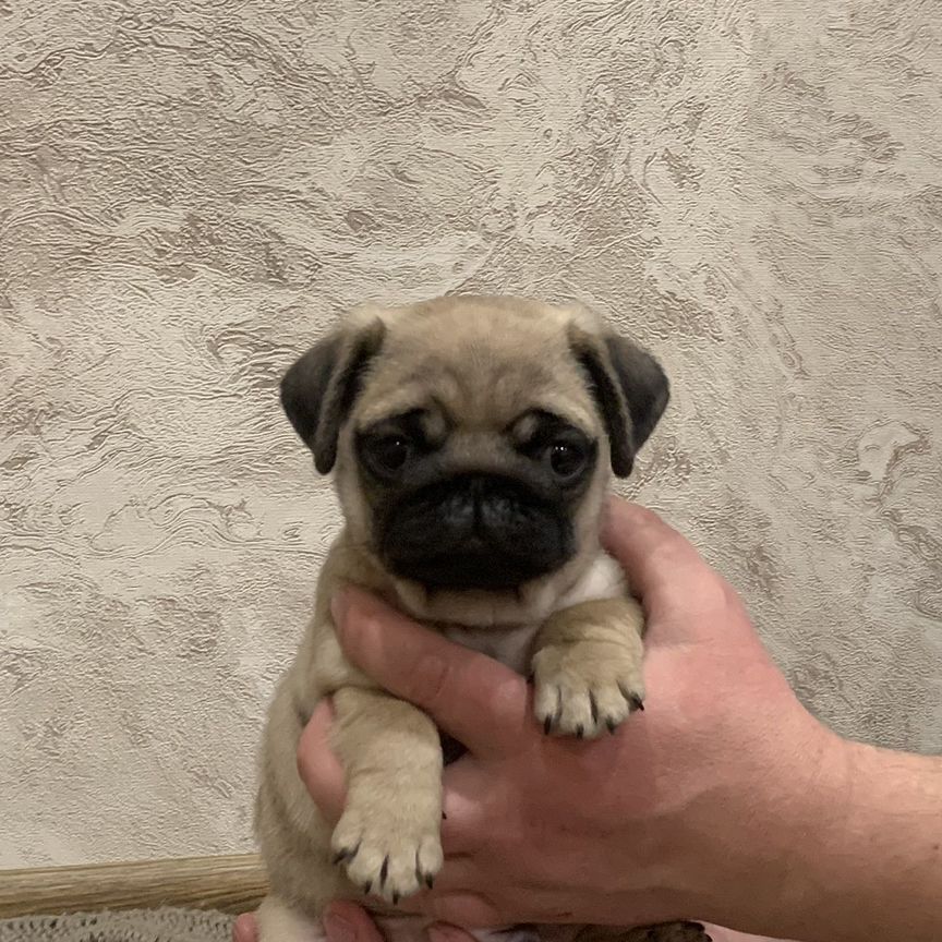 Щенок мопса