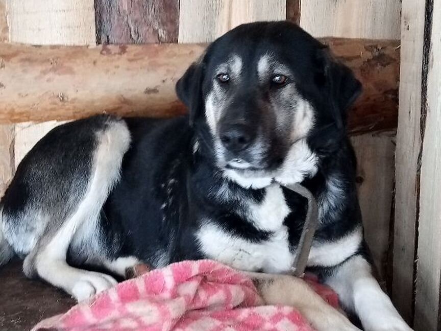 Русская гончая