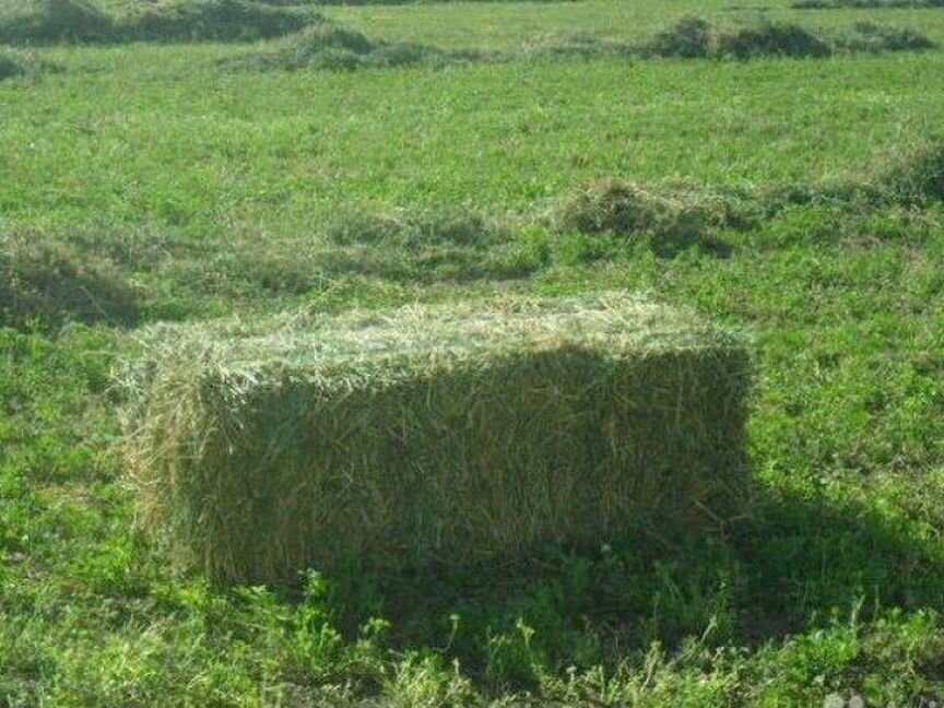 Сено в тюках