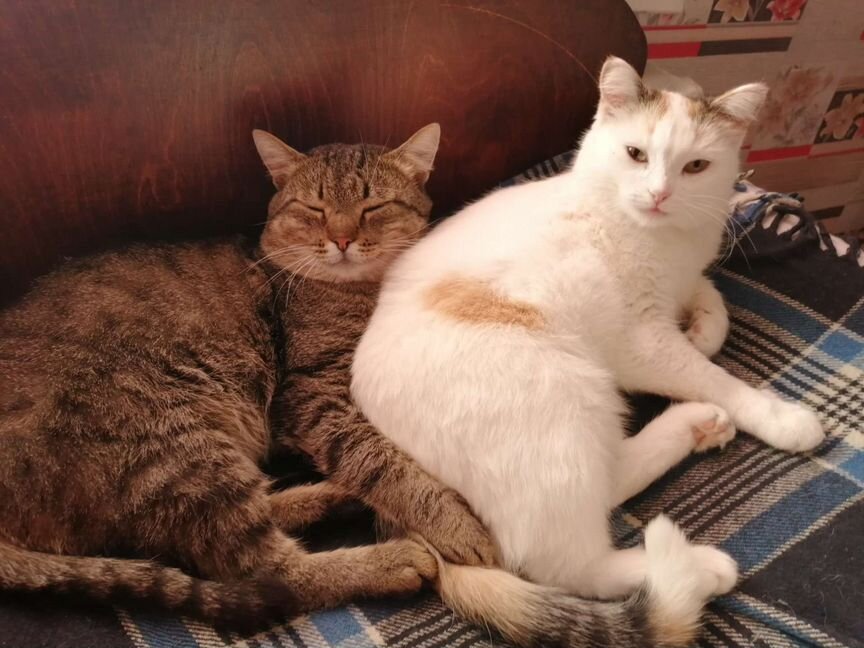 Кошка в дар бесплатно