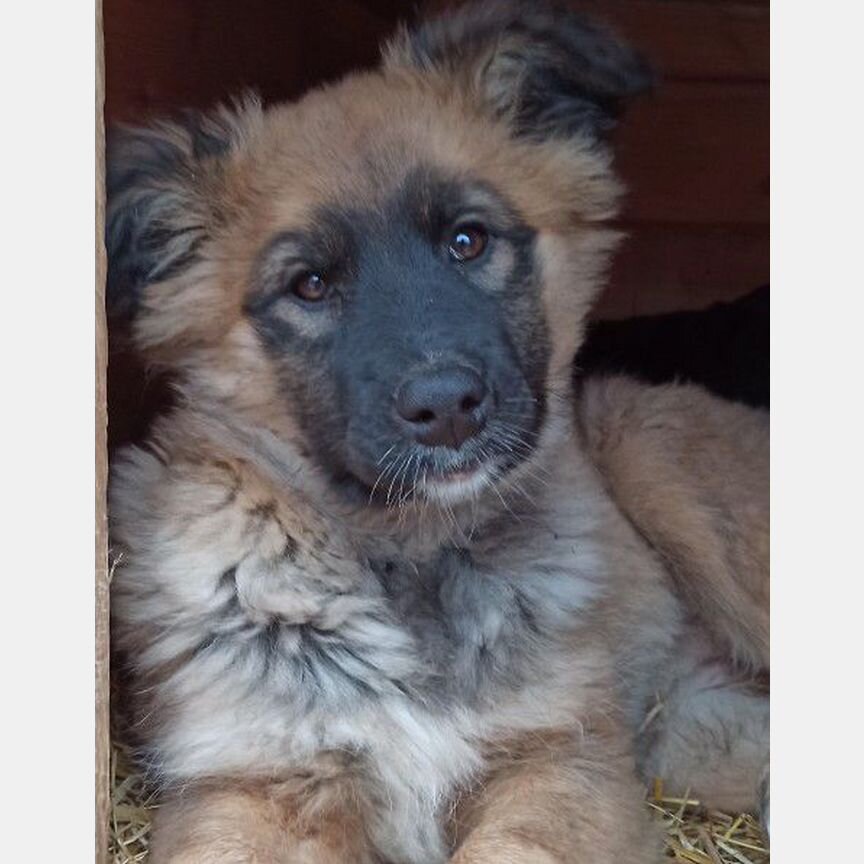 Шикарная красотка