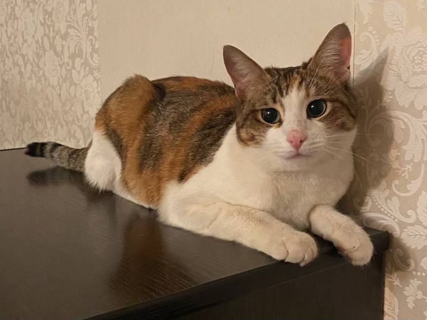 Замечательная кошка в добрые руки