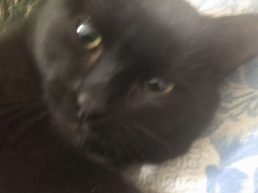 Котик бесплатно